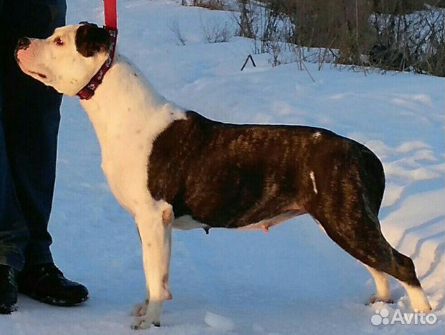 Шикарная сука в добрые руки