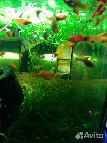 Рыбки и растения