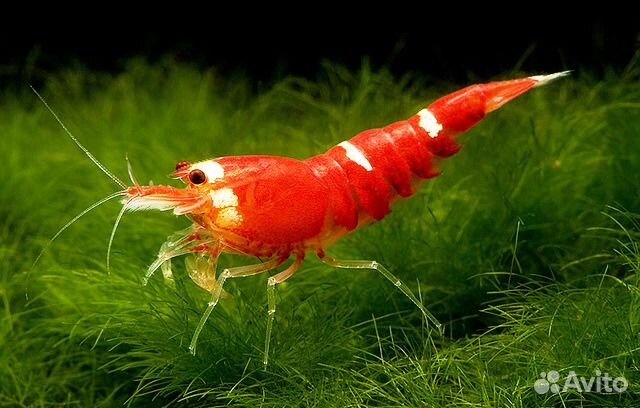 Креветка "Красный кристалл Super Red"