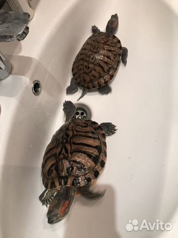 Черепашки в добрые руки