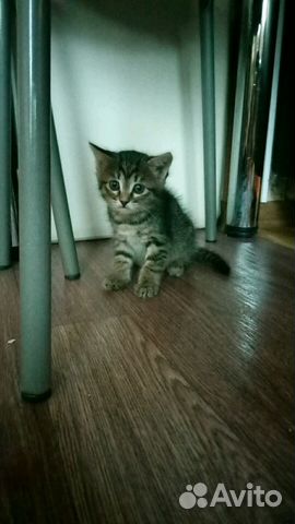 Хорошенькая кошечка