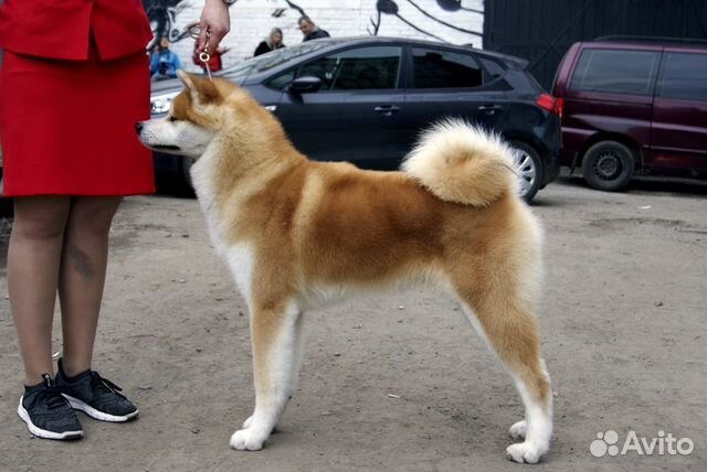 Вязка акита-ину кобель
