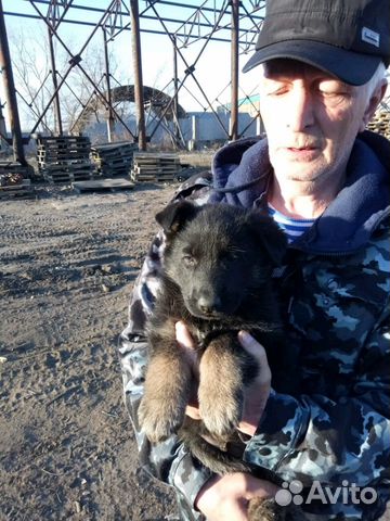 Продаются щенки вео, 1.5 месяца, кобели