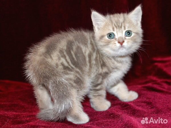 Лёлик - лиловый мраморный котик