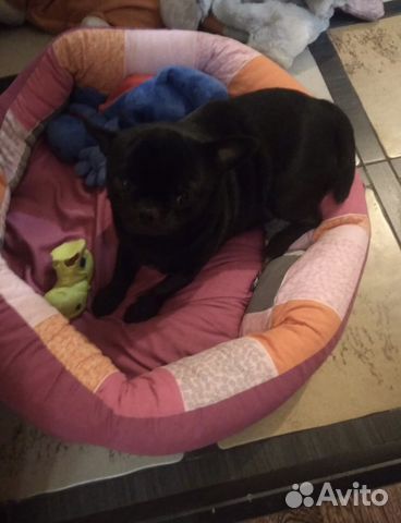 Отдам Чихахуа