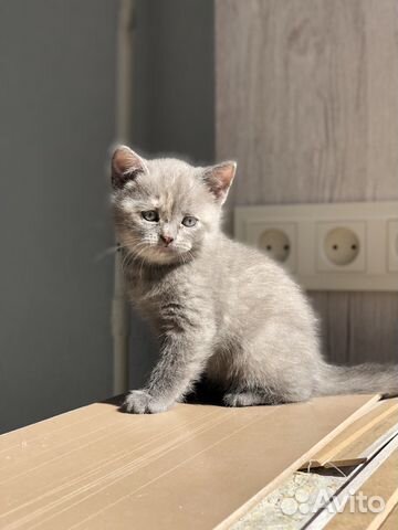 Котёнок девочка, британская страйт