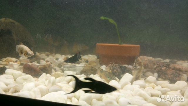 Черные лирохвостые и пестрые молли,серый меченосец