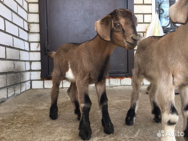 Козлик 50 англо-нубийский