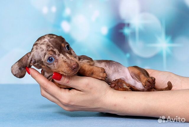 Таксик кроличий,мальчик,реально очень маленький