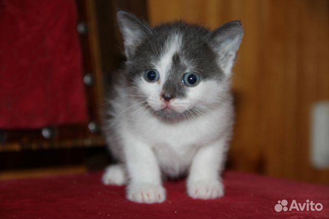 Носики курносики в добрые ручки