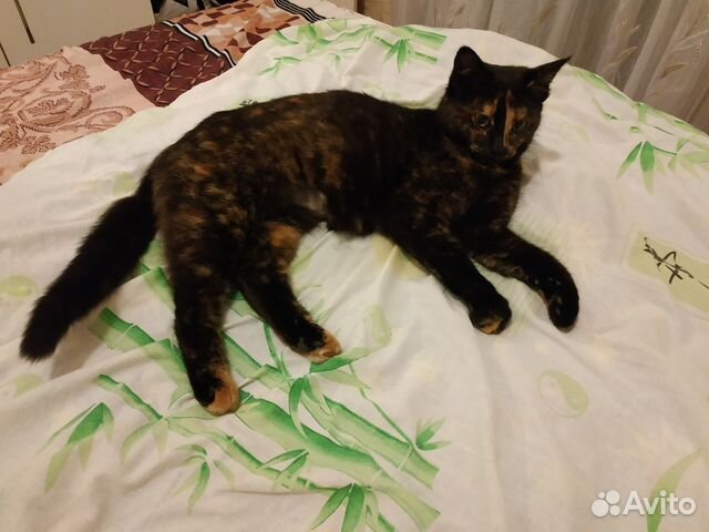 Бусинка ищет дом