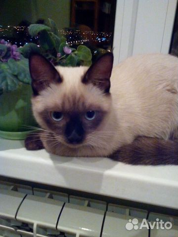 Молодой котик