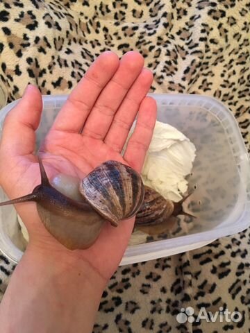 Улитка ахатин
