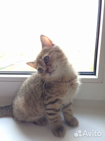Котёнок девочка метис британца