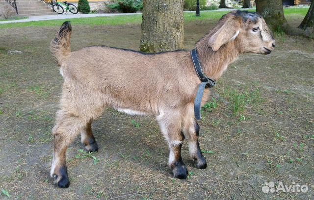 Нубийский козлик 75