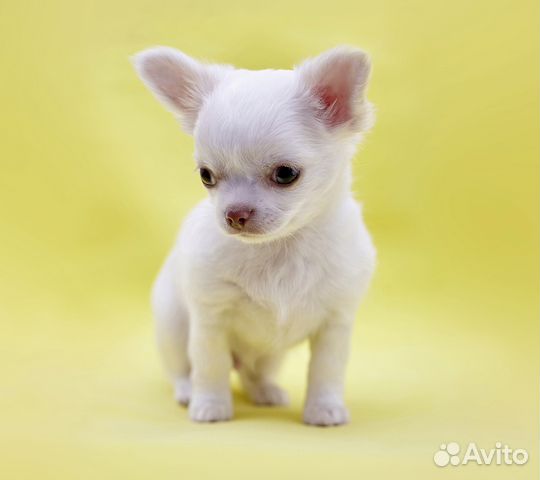 Нежный бело-кремовый зефирчик