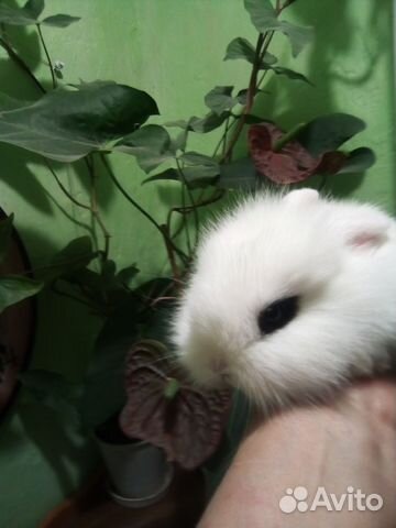 Миниферма карликовых декоративных кроликов "Лапик"