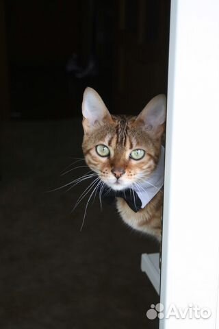 Котята бенгала, бенгальские котята
