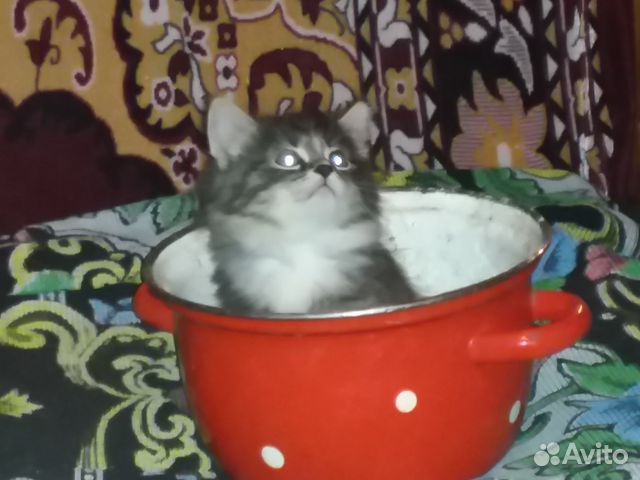 Котейка