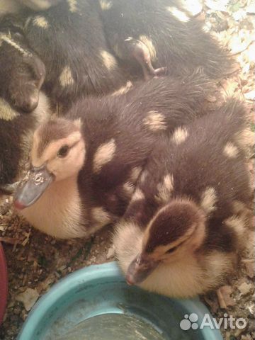 Утята мускусной утки