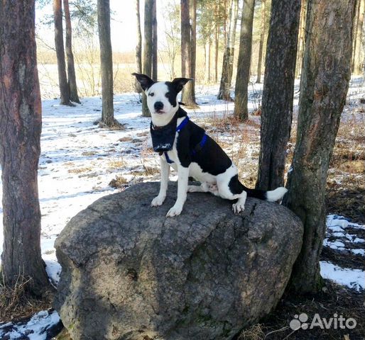 Буч. Красивый добрый пес. Бесплатно