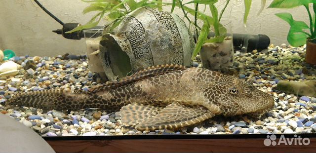 Птерегоплихт отдам