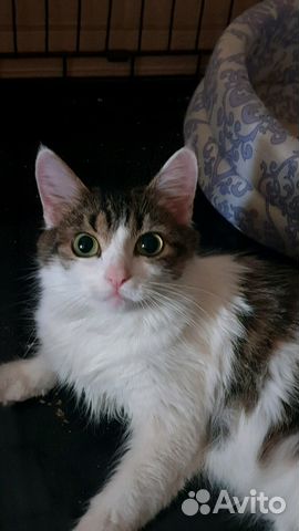 Кошечка