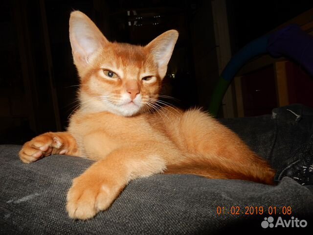 Абиссинка апельсинка