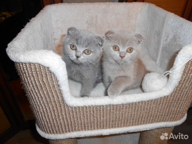 Шотландские вислоухие котята