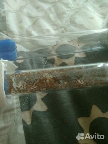 Муравьи pheidole noda