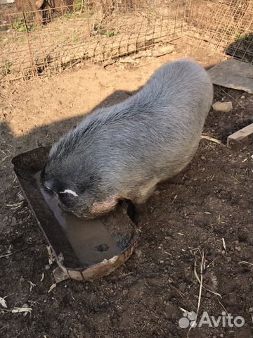 Вьетнамский вислобрюхий