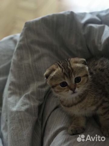 Продам котёнка, Британец, чистокровный