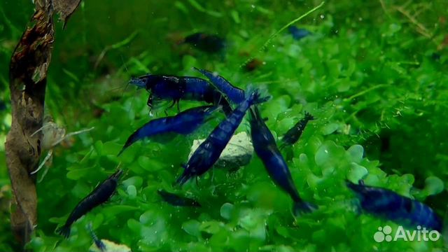 Креветки, растения, корм tetra min хлопья