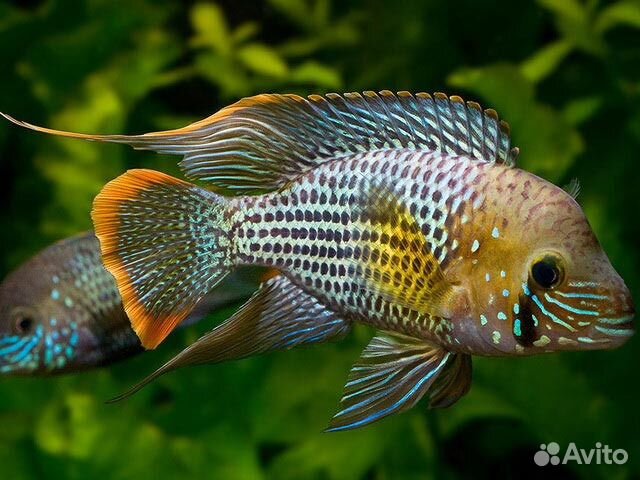 Бирюзовая акара