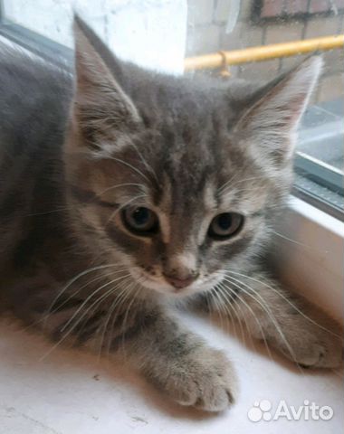 Котенок Тимур