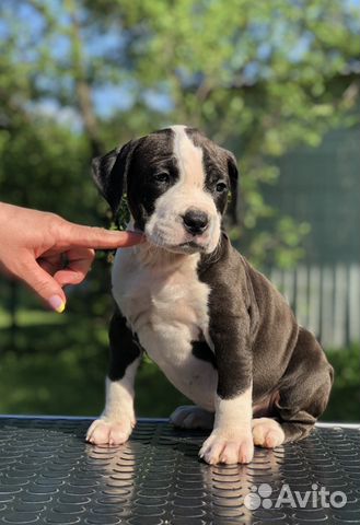 Щенок амстаффа из питомника