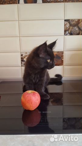 Мейн-кун чёрный солид котёнок