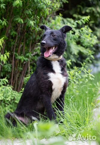 Молодой кобель - охранник