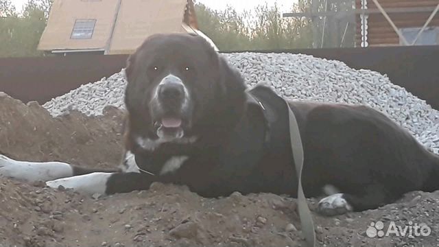 Вязка кобель сао