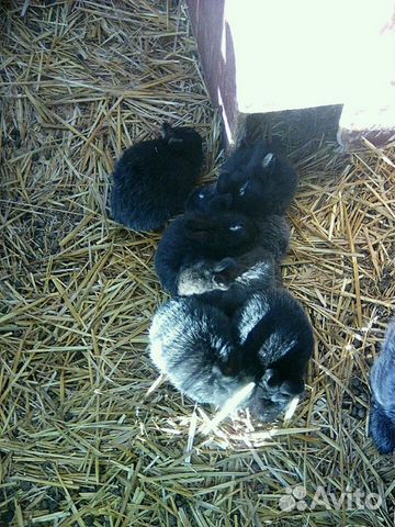 Кролики оптом