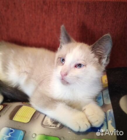 Голубоглазый красавец ищет дом