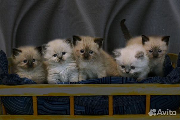 Невские маскарадные котята Seal-polnt, blue-point