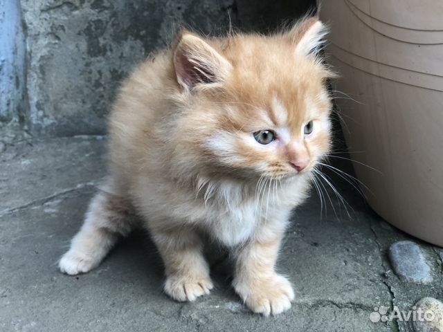 Курильские бобтейлы