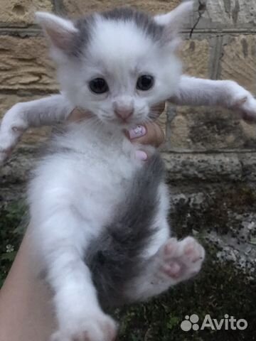 Котёнок