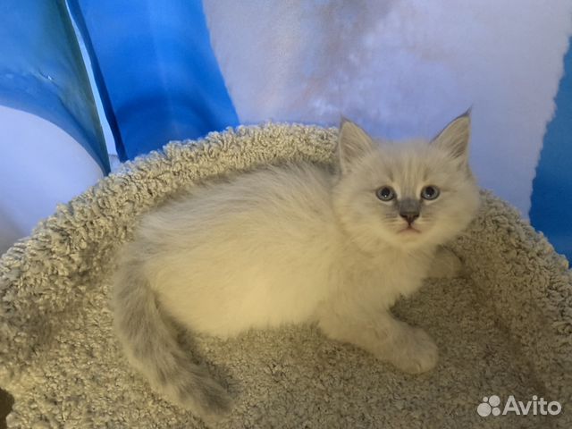 Невский маскарадный котёнок 2 месяца
