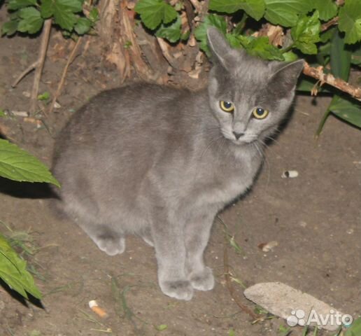 Котенок в добрые руки