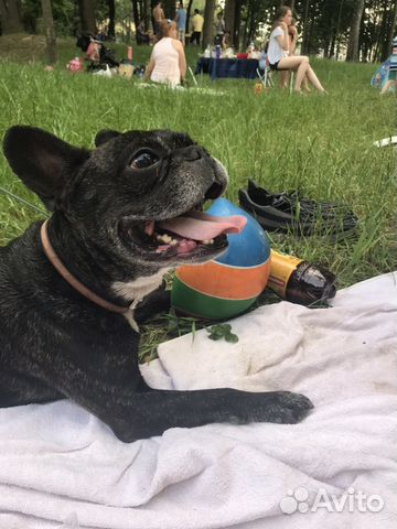 Отдам французского бульдога