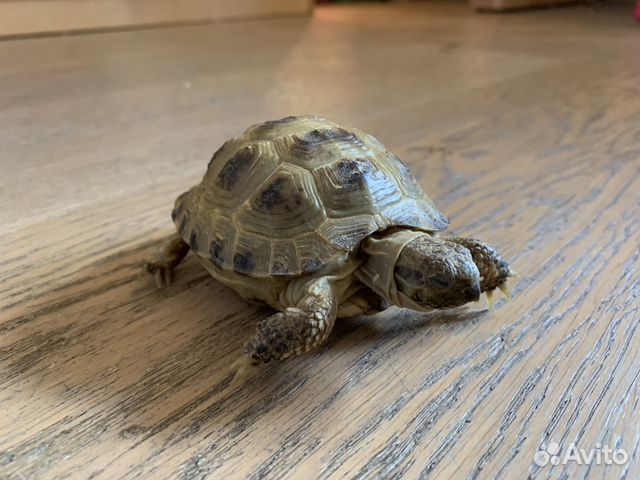 Черепашка мальчик в террариуме