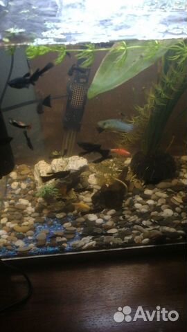 Рыбки молинезии