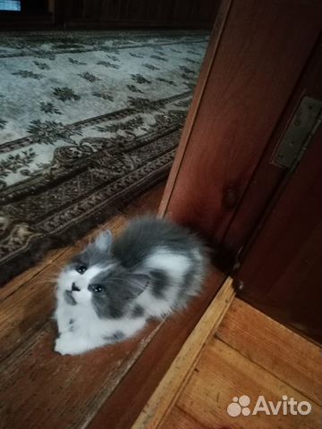 Котёнок